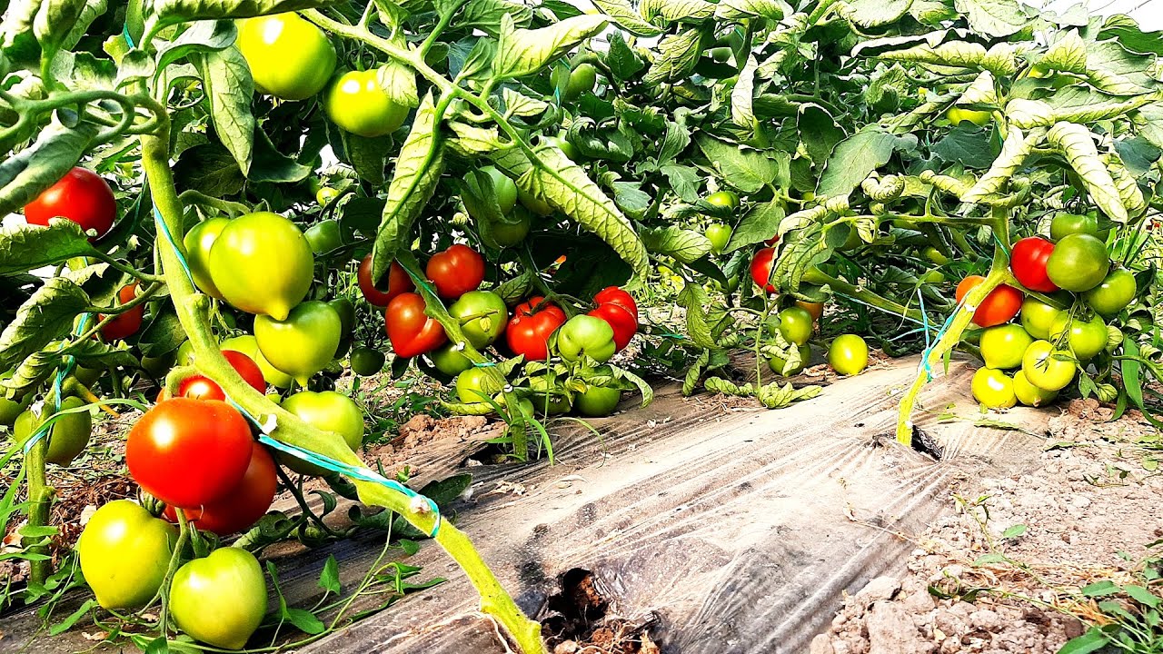 CUM ARATĂ ROȘIILE PREKOS🌱PARRIS ȘI MOLDOVEANU LA DATA DE 5 IUNIE ...