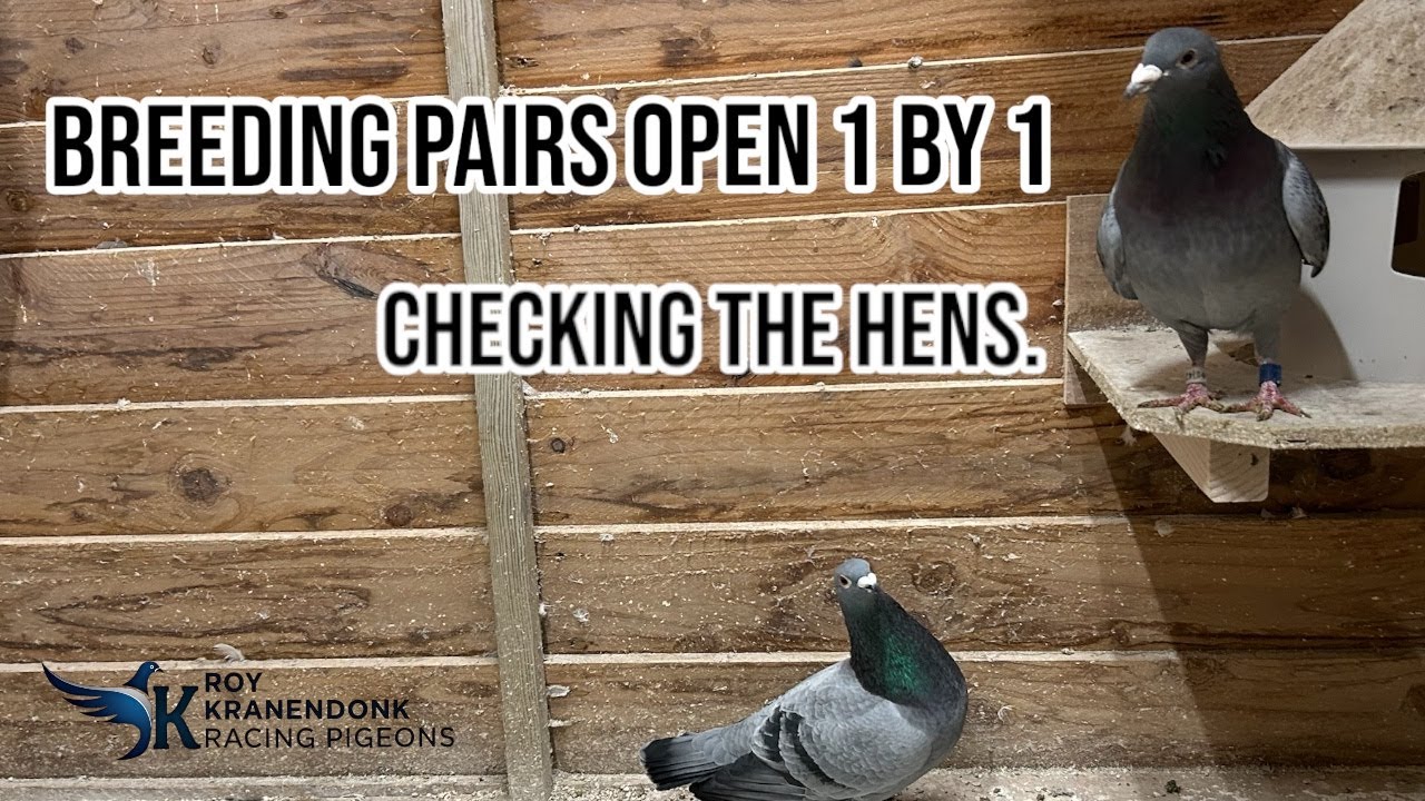 Breeding Pairs open 1 by 1 | Checking on the hens! | Racing pigeons ...