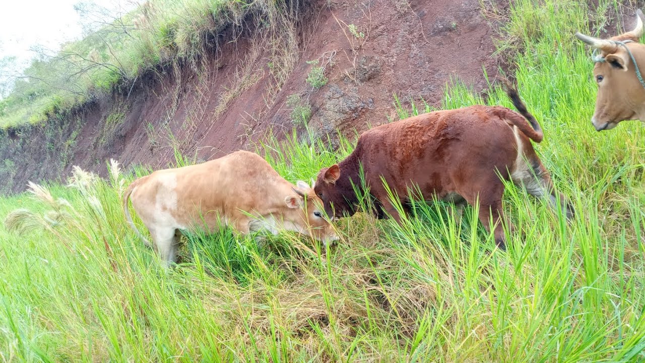 Mostrando las vacas del mi chacra !!🐄🐄 - YouTube
