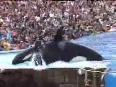 Orca and guy doing tricks - YouTube