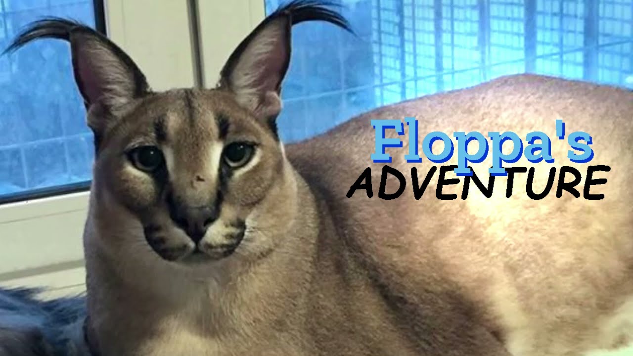 Rebellion (Secret Mix) - Floppa's Adventure - YouTube