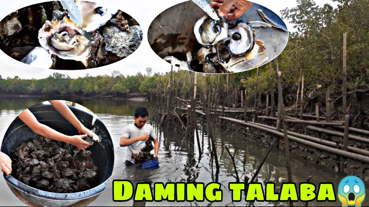 FRESH FROM THE FARM ANG DAMING TALABA | CATCH & COOK | OYSTER FARMING ...