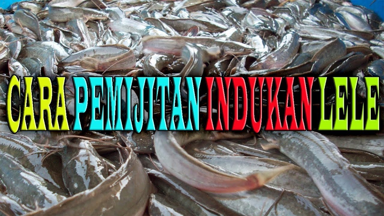 CARA PEMIJAHAN TELUR IKAN LELE.. - YouTube