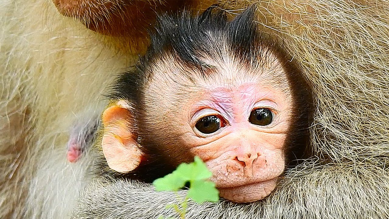 Newborn b-aby look so adorable with second day today - YouTube