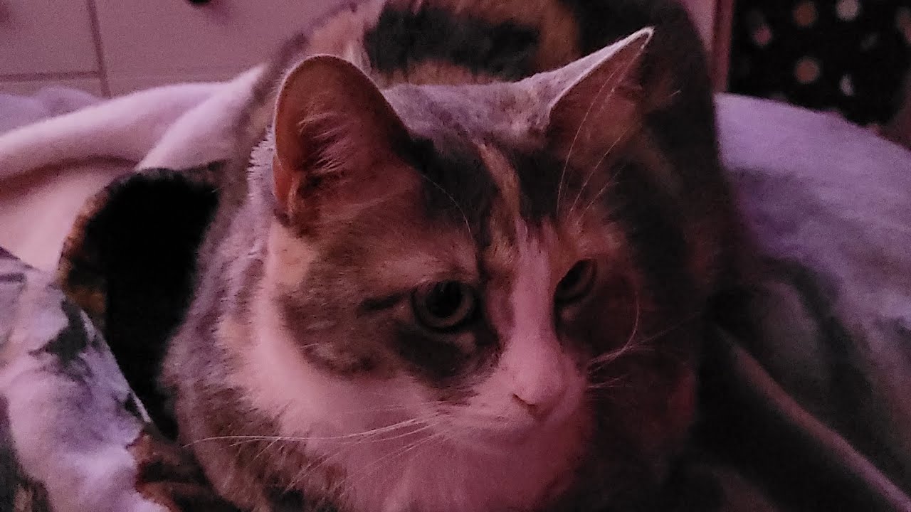 just another bun video - YouTube