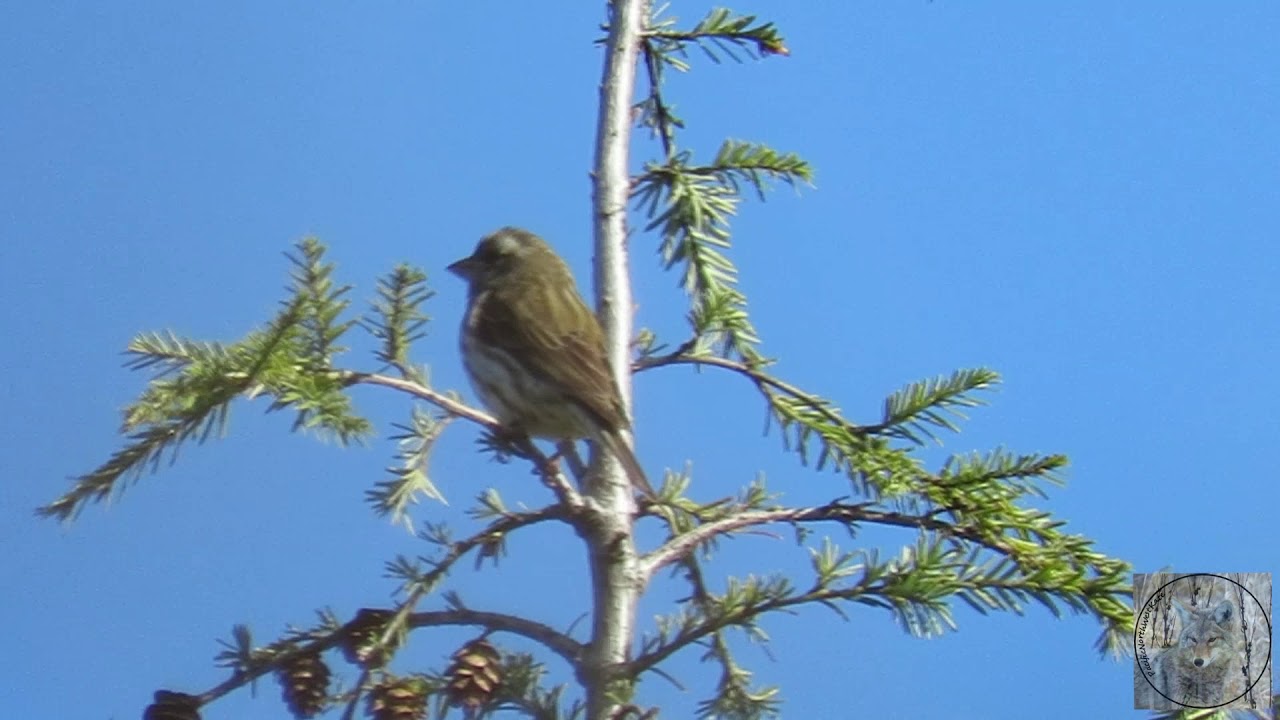 House finch female singing in the nature park - YouTube