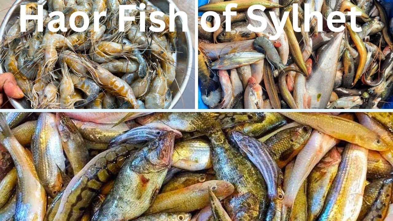 Amazing Sylhet Gobindoganj Fish Market, You Must Visit || River and ...