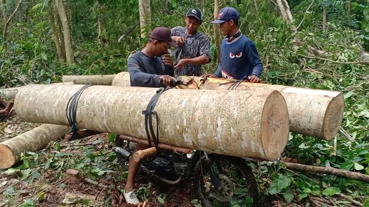 TRAIL PENGANGKUT KAYU SENGON KALIMANTAN - YouTube
