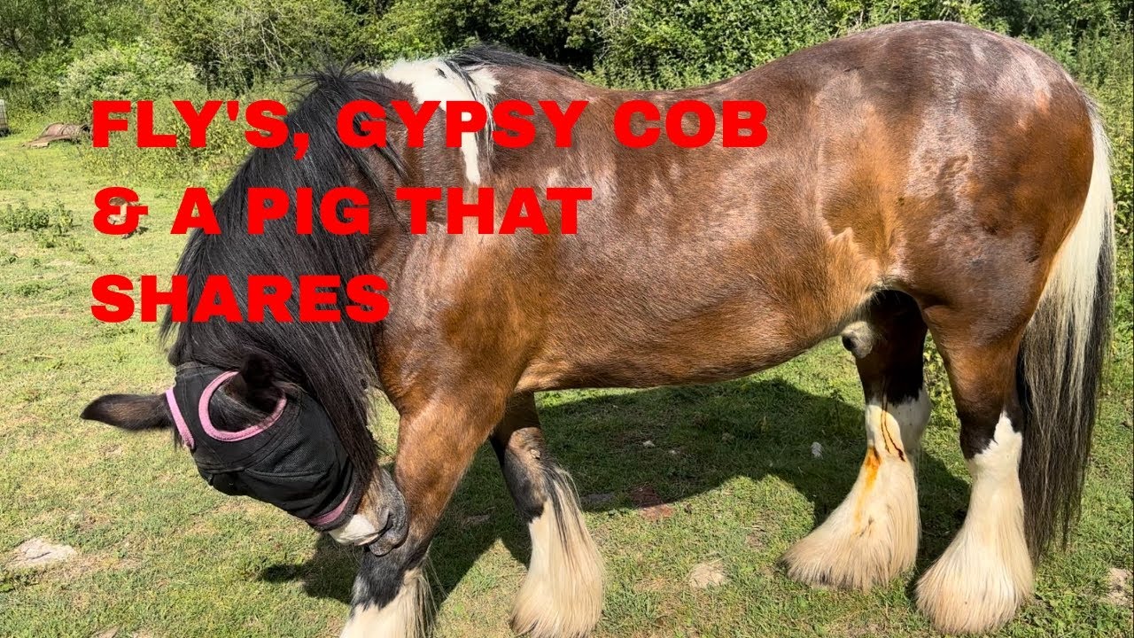 FLYS, GYPSY COB & A PIG THAT SHARES🐴🐷#farming #farmlife #farm #pig # ...