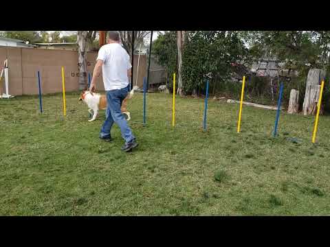 Smooth Collie weaving. Dog Agility