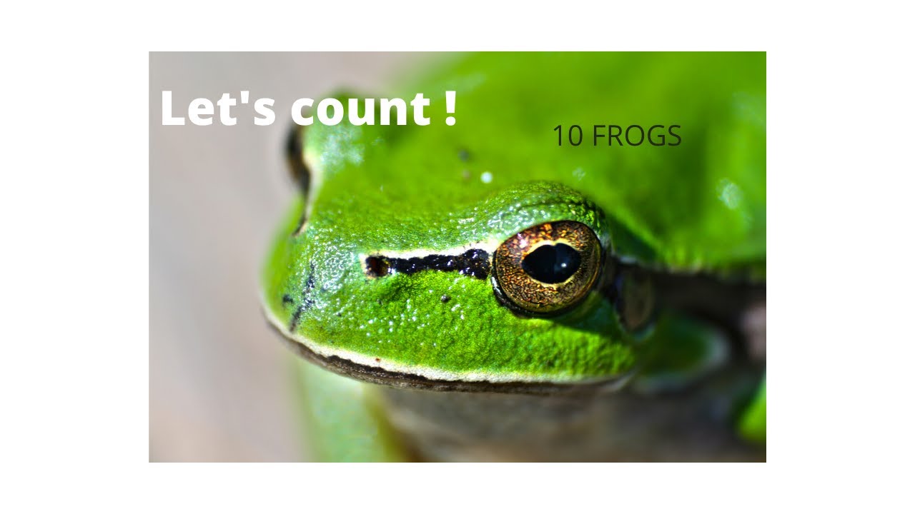 Ten Frogs - YouTube