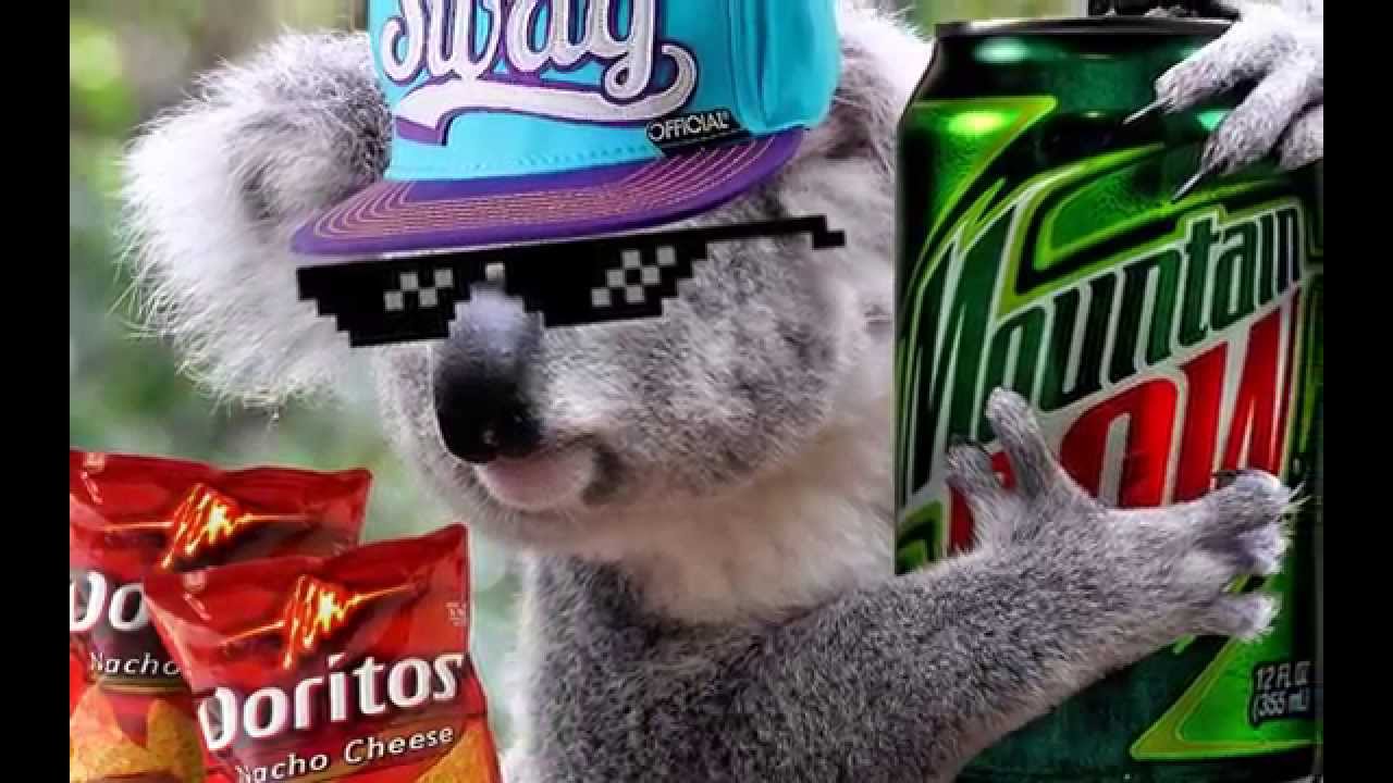 Koala Swag - YouTube