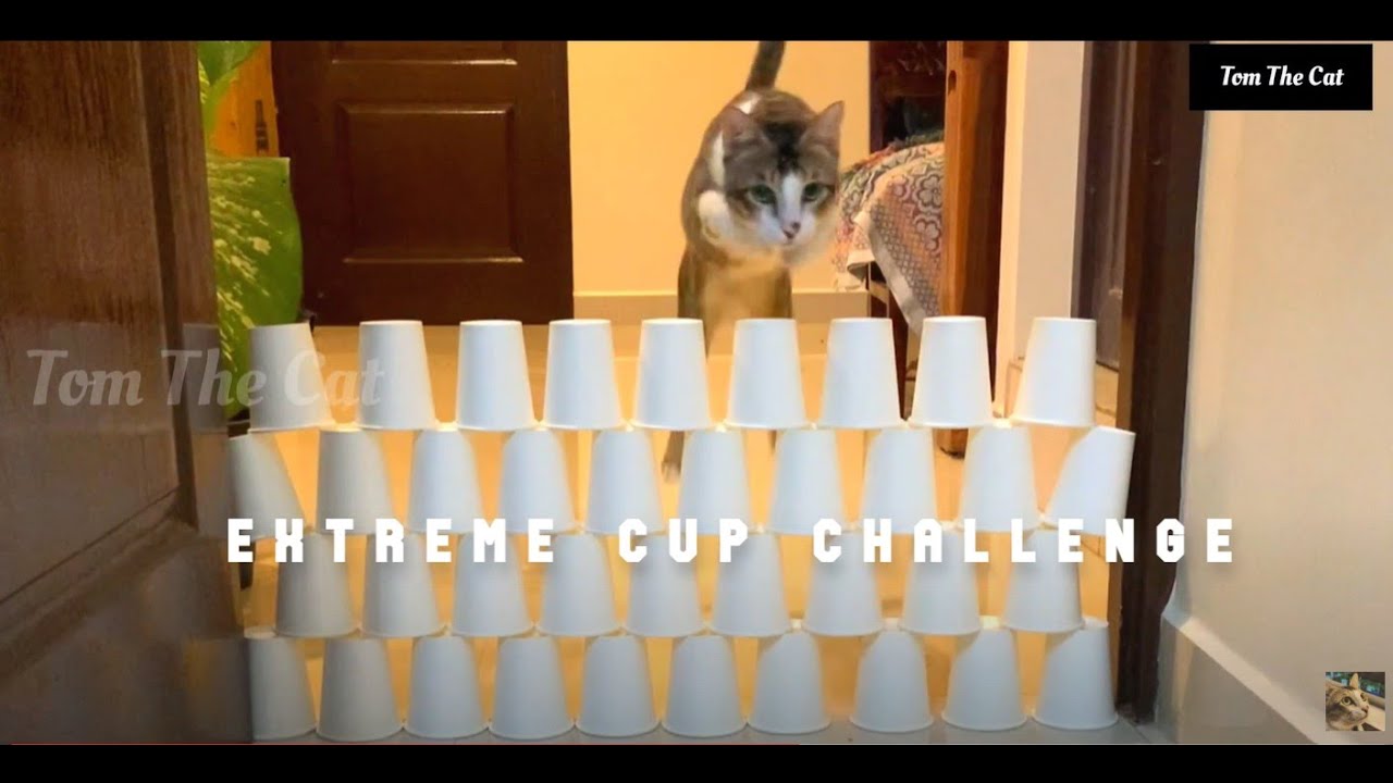 Cat Obstacle jumping | Can My Cats Cross the Course? | Trending video ...