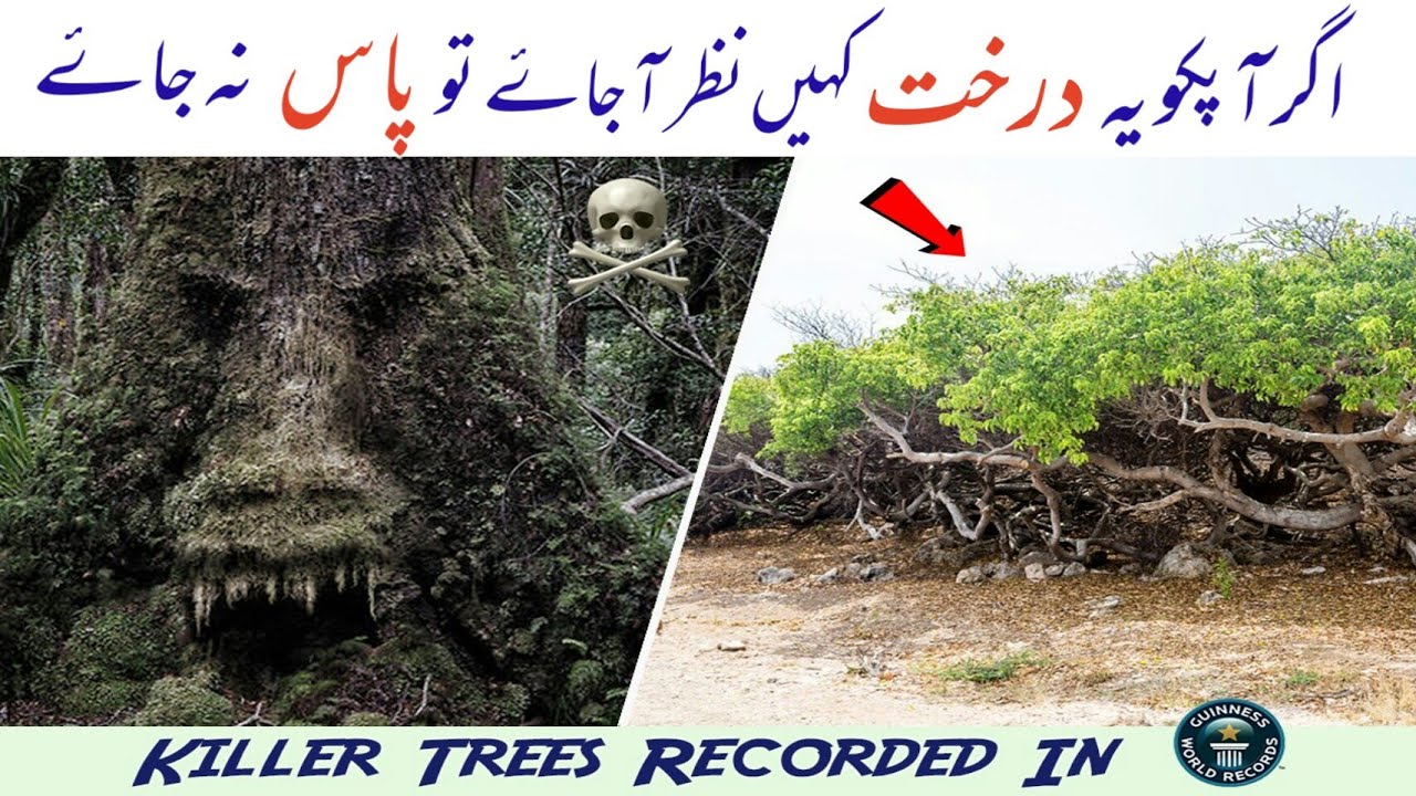 If You Ever See This Tree, Run Fast And Yell For Help ! | !ان درختوں سے ...