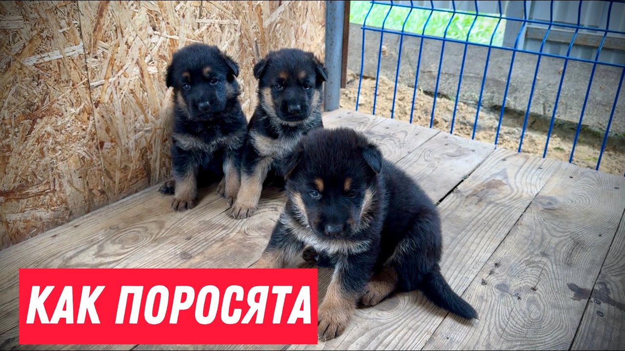 КАК ЩЕНКИ КУШАЮТ ПЕРВЫЙ РАЗ - YouTube