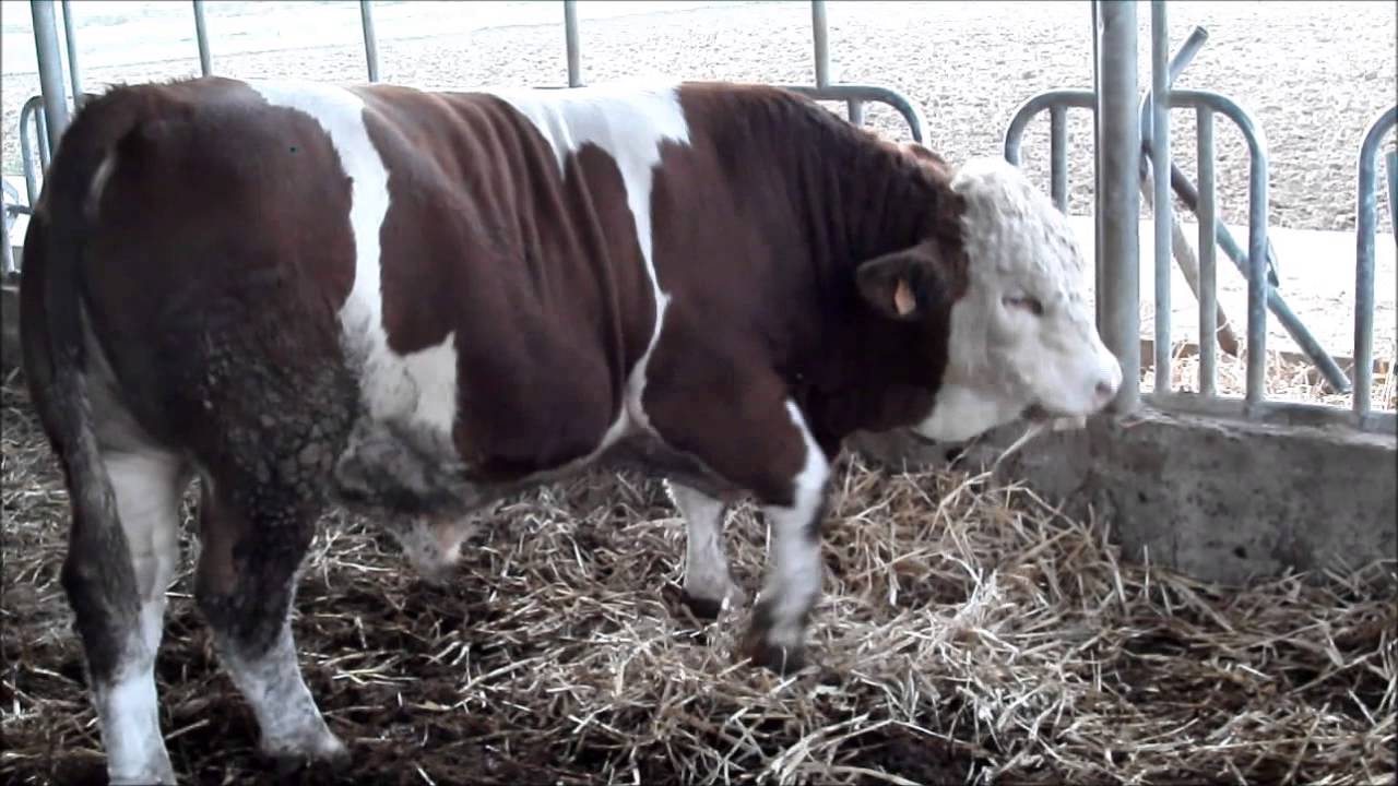 Raza Fleckvieh-Ganadería Las Cofinas - YouTube