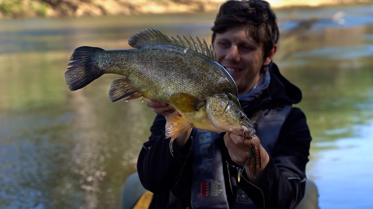 Native Trifecta - Murray Cod, Yellowbelly and Trout Cod - YouTube