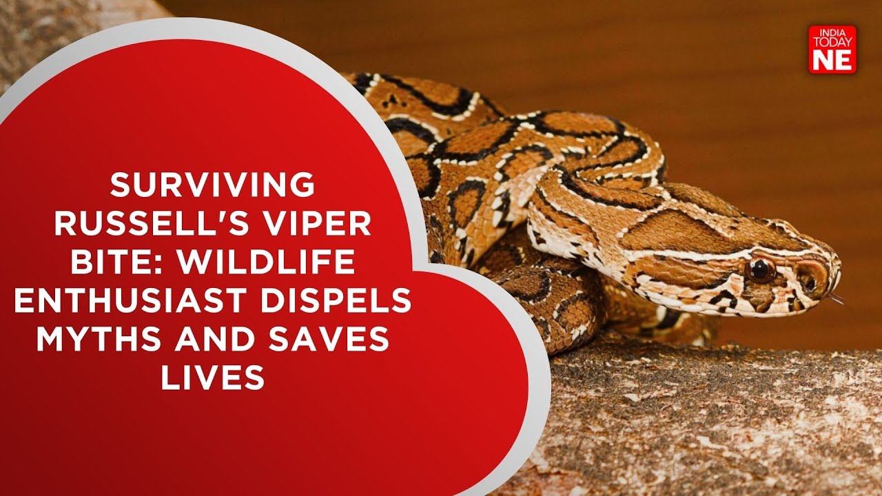 Surviving Russell's Viper Bite: Wildlife Enthusiast Dispels Myths and Saves Lives - YouTube