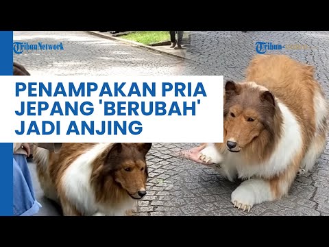 Penampakan Perdana Pria Jepang Toco yang 'Berubah' Jadi Anjing, Rela Habiskan Rp 213 Juta!