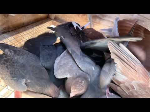 Pigeon training Birmingham Roller Pigeon Squeakers day 9 - YouTube