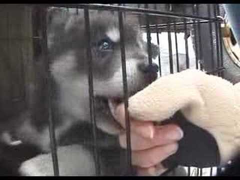 Cutest, sweetest hard working dogs