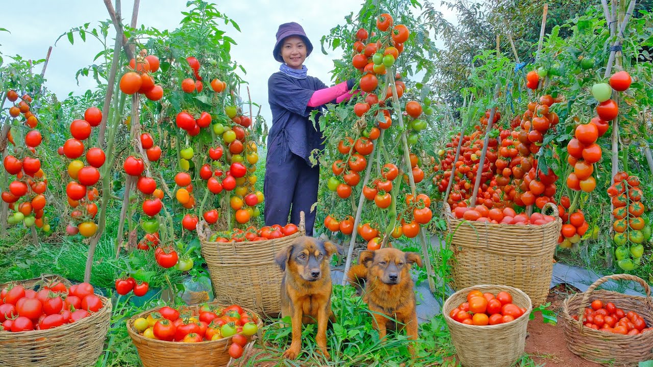 Harvesting Tomatoes To Sell At The Market, Weeding, Tilling The Soil ...