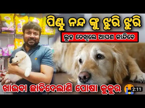 pintu nanda dog !! crying !! famous actor off ollywood actor !! - YouTube