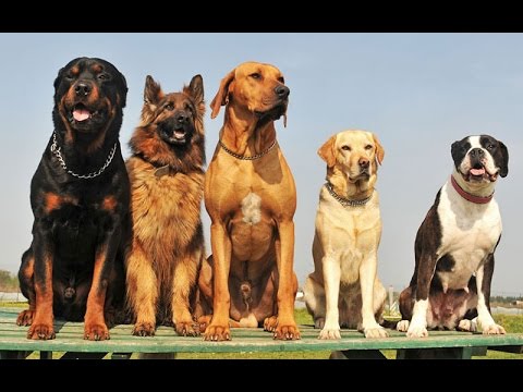 10 HARİKA Köpek Cinslerini Tanıyıp Ve Sesleri Dinleyin
