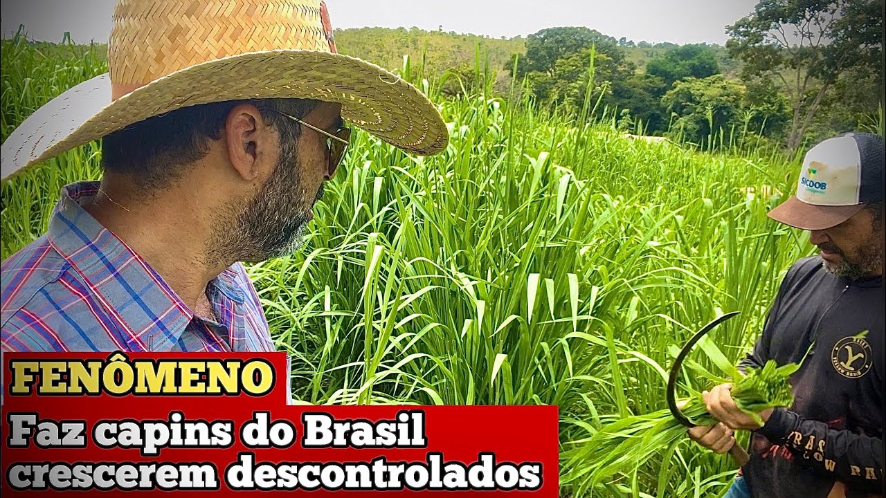 OS CAPINS ESTÃO CRESCENDO ALÉM DO NORMAL ESSE ANO | TEM ALGO ERRADO NO ...