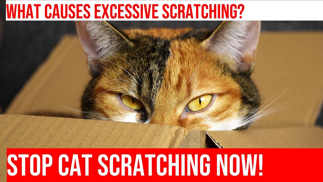 How to Stop Your Cat's Excessive Scratching - YouTube