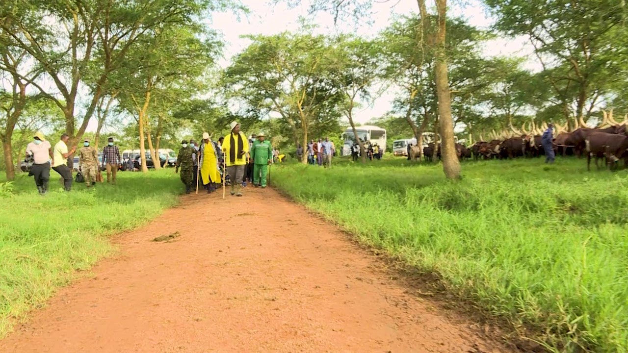 Museveni's farm in Kisozi - YouTube