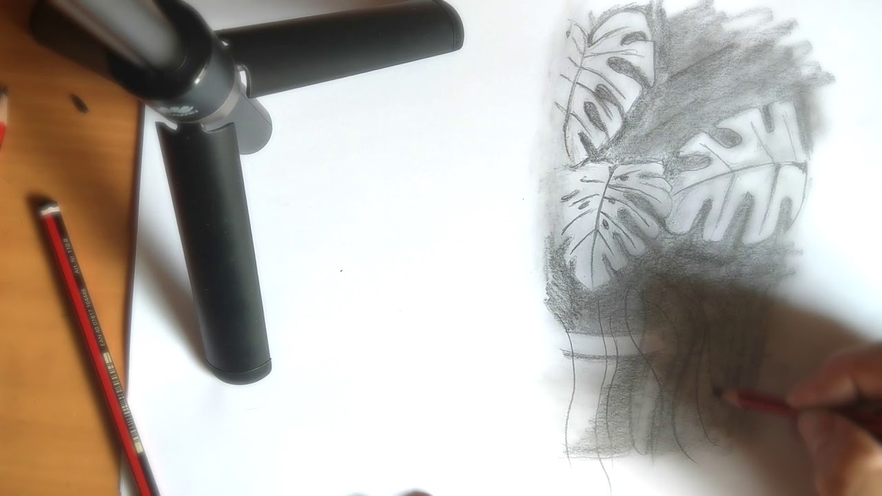 pencil drawings | how to draw a Philodendron - YouTube