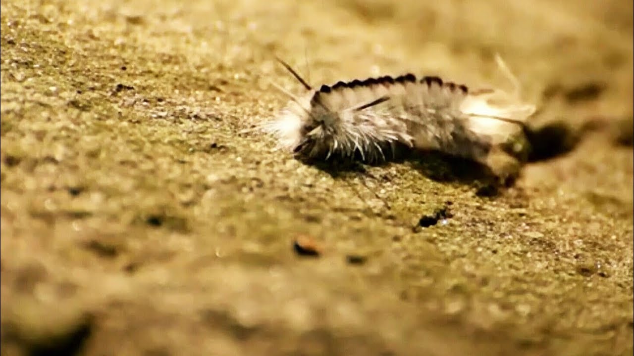Boy gets severe allergic reaction to caterpillar - YouTube