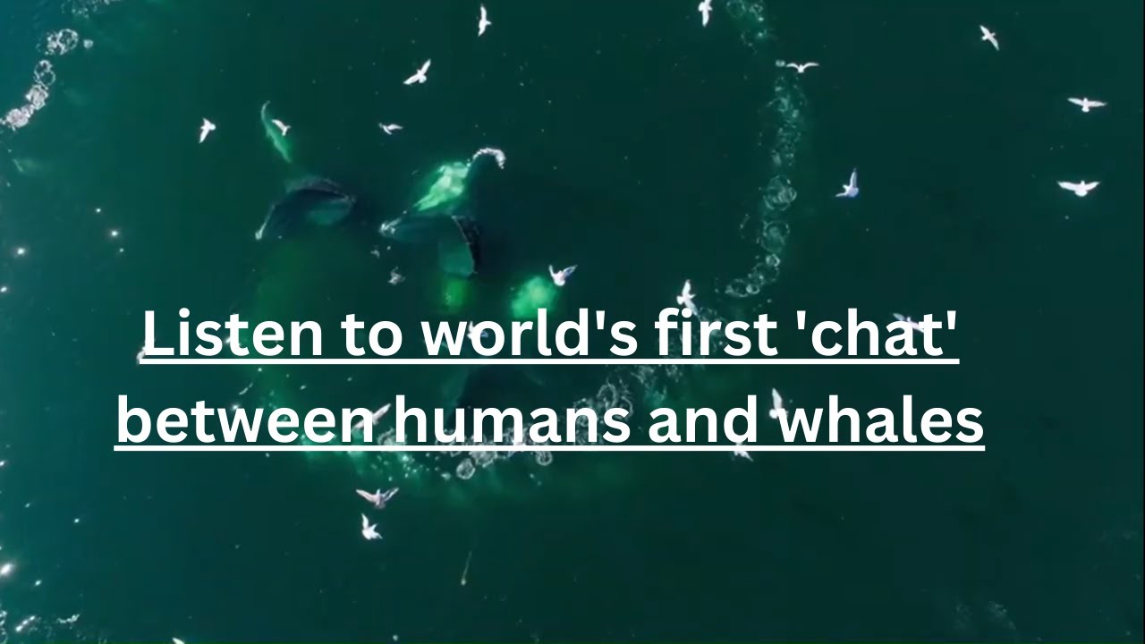 #Listen to world's first 'chat' between humans and whales - YouTube