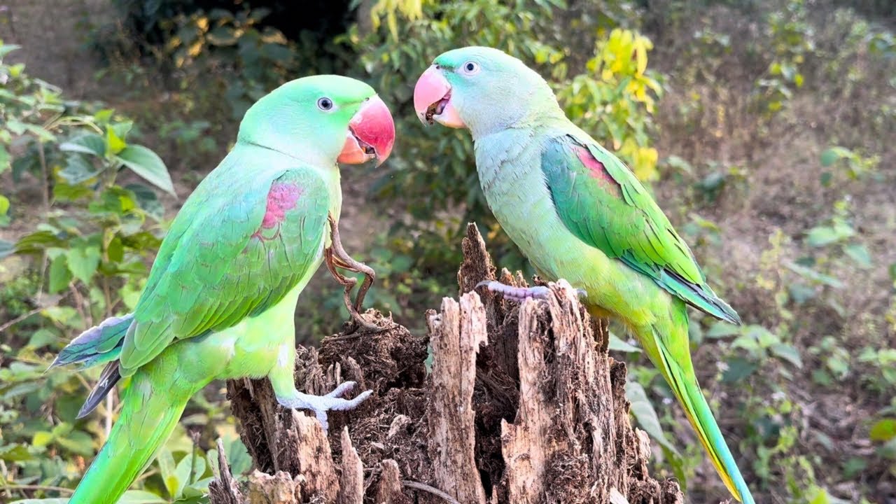 Alexandrine Parrot Natural Video - YouTube