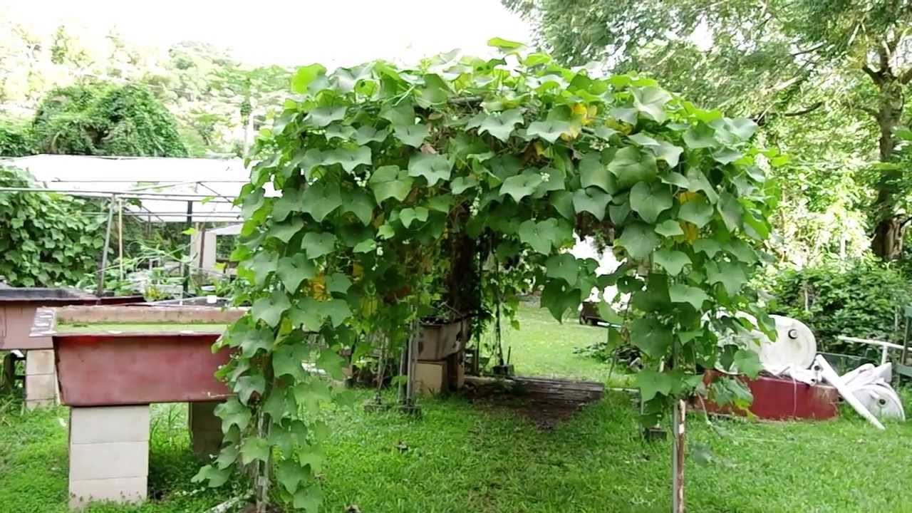 Glenn Martinez of Olomana Gardens shows off the Chayote Tunnel of fruit ...