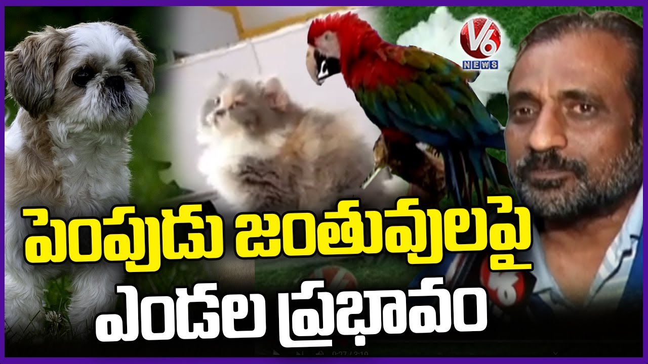 Summer Heat Effects Animals From Dehydration, Heat Stroke And Skin ...