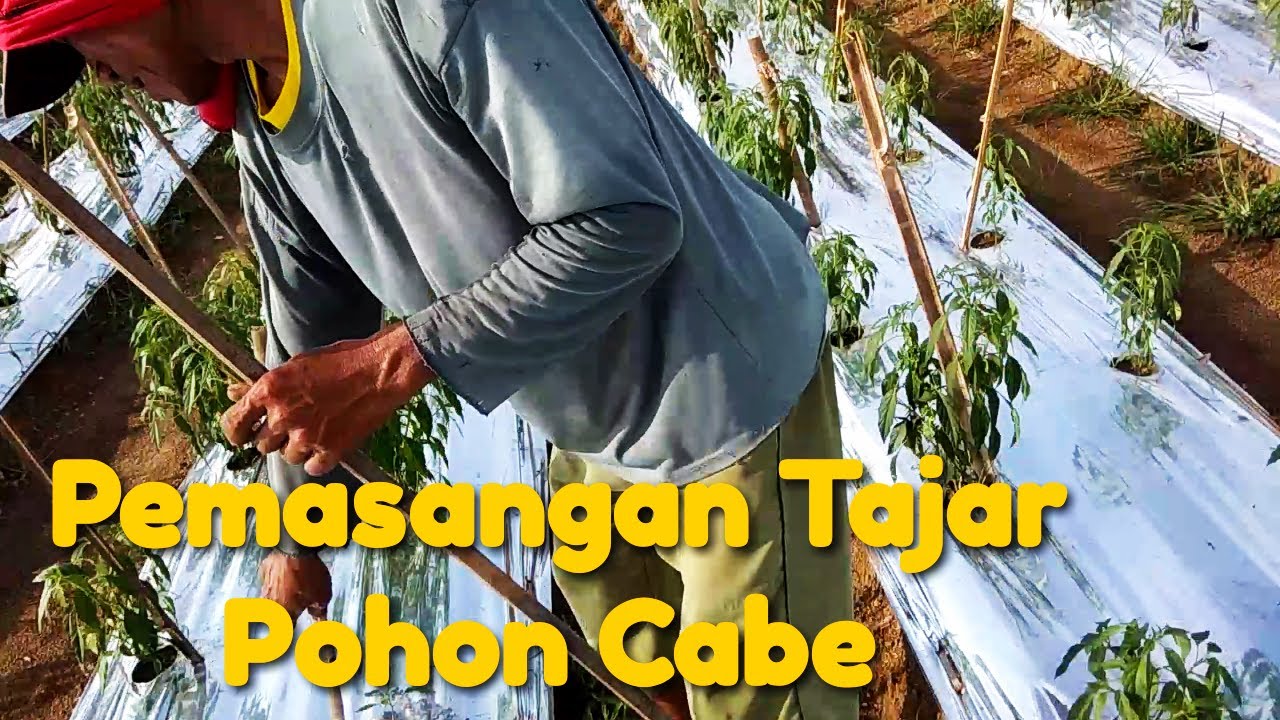 Cara Jitu Memasang Lanjaran, Ajir, Tajar Yang Tepat Pada Tanaman Cabai ...