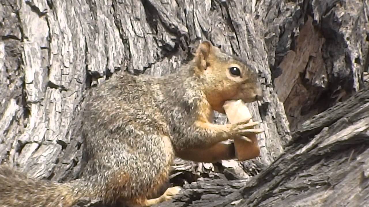 Squirrel eating huge piece of bread - YouTube