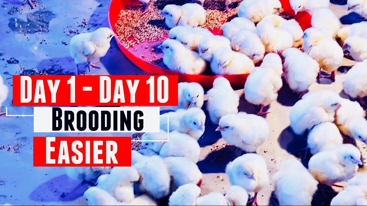 Broiler Brooding Best Management Practices - Day 10 - YouTube