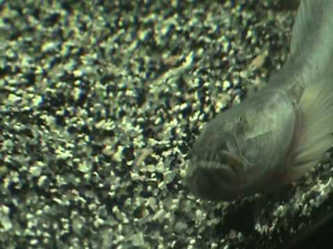 Gobio Dragon César - YouTube