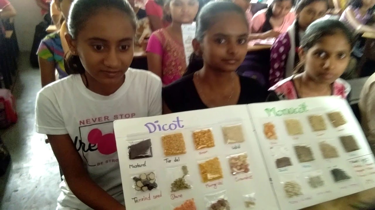 Monocot and Dicot seeds.. Of plants(2) - YouTube