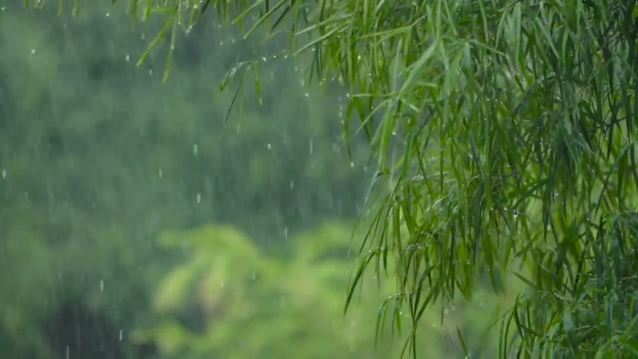 Soft Rain#relaxing# - YouTube
