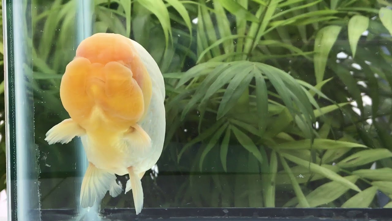 831 white Thai Ranchu - YouTube