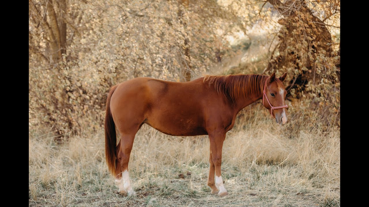 Lil Stylin Rey 2017 Filly - YouTube