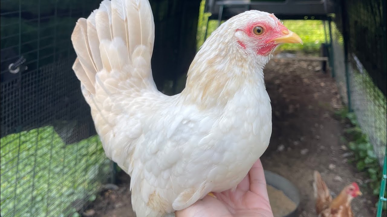 Daily Chicken Health Checks are Important!🐓 - YouTube