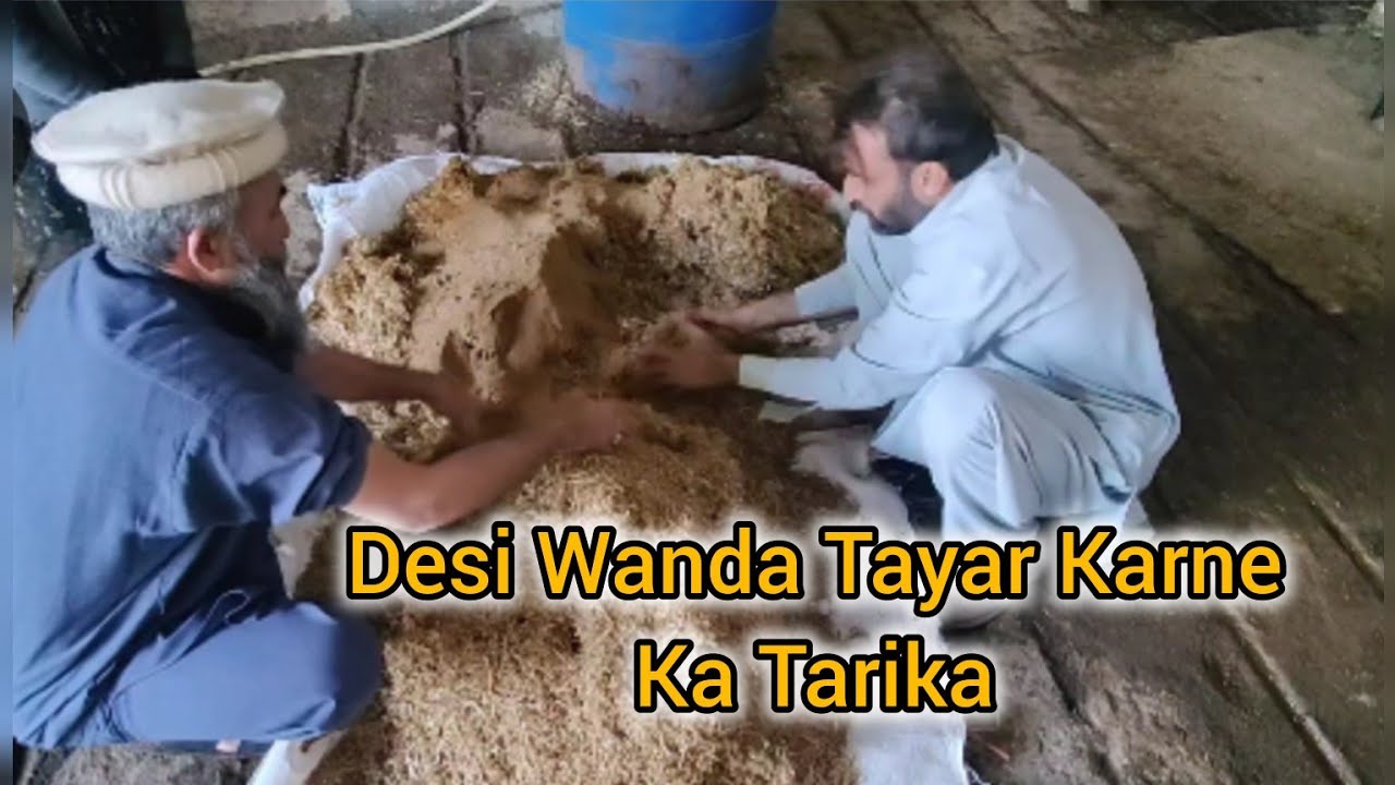 How We Give Our Cows TMR Wanda Feed | Farm Feeding Routine - YouTube