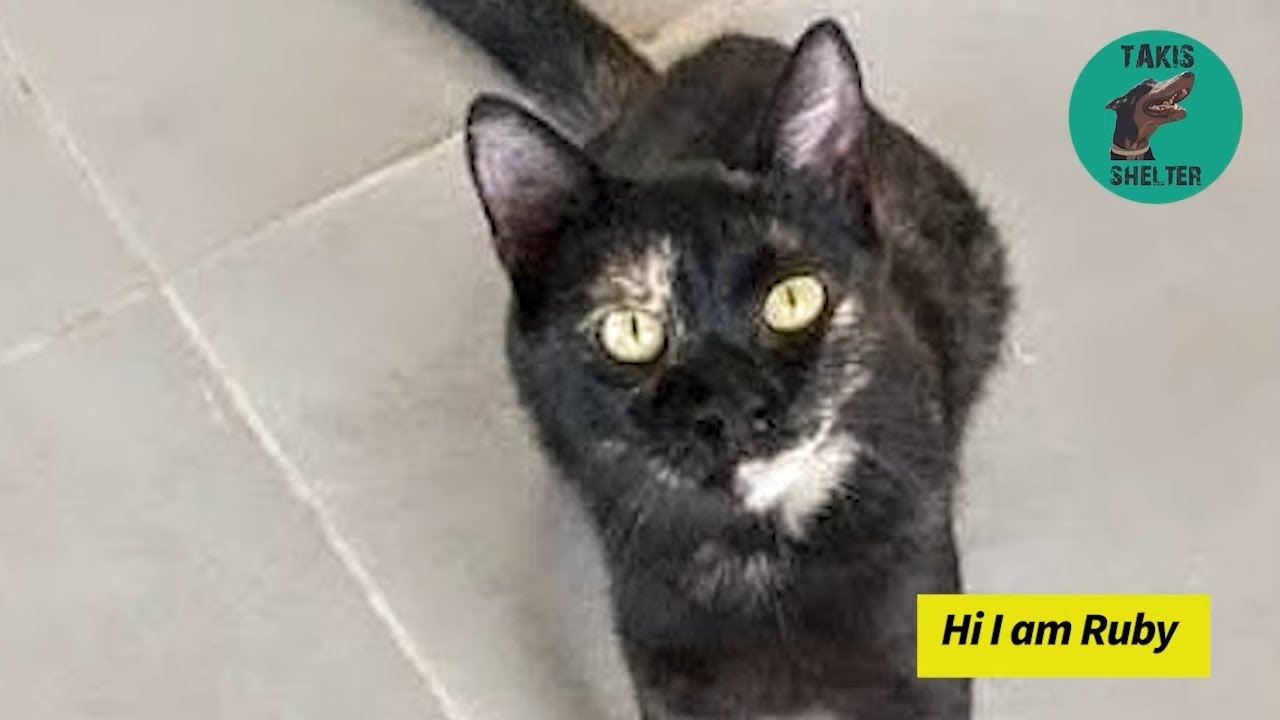 Hi I am Ruby! I am deaf and I am looking for a home - Takis Shelter ...