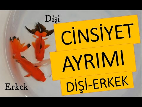 Japon Balığı Cinsiyet Ayrımı | 3 Farklı Yöntem Kesin Sonuç