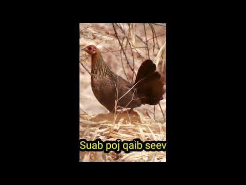 suab poj qaib seev tsauj dib tuaj zoo - YouTube